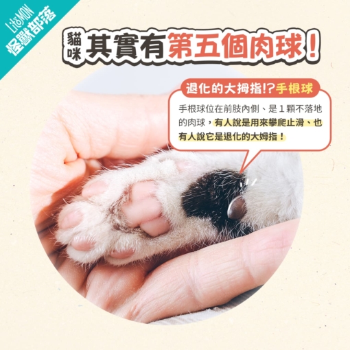 貓掌的 6 大功能解析：肉球構造、顏色與保養全指南 - 怪獸部落